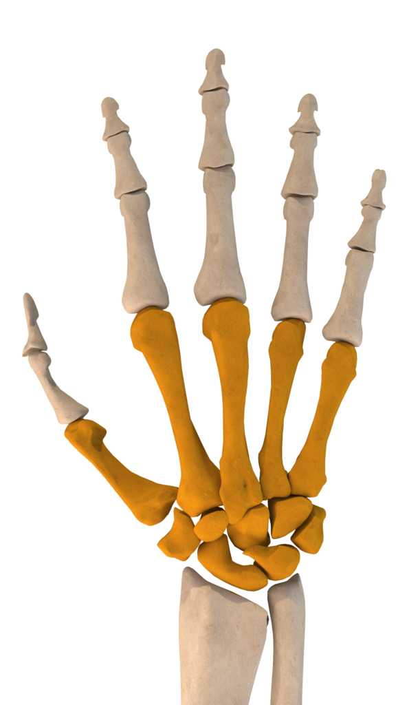 By segment - in2bones