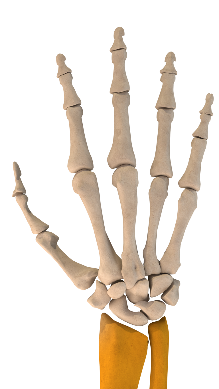 Par Segment - in2bones