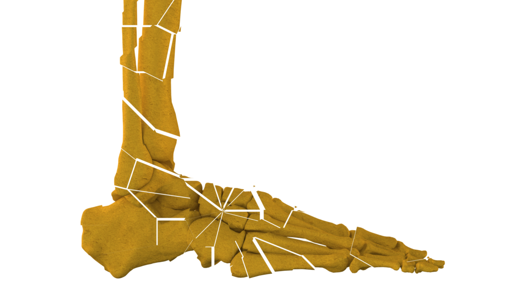 By segment - in2bones